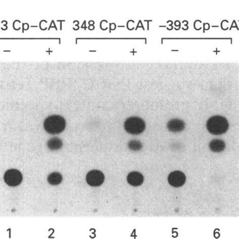 Transient Expression Of Chimeric Caeruloplasmin Cat Gene Constructs In
