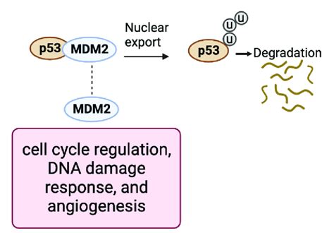 Mdm2 P53 Independent Activities In Addition To Negatively Regulating
