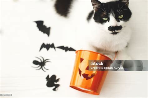 박쥐와 거미 장식과 흰색 배경에 잭 오 랜턴 사탕 통에서 휴식 심각한 감정을 가진 고양이 집에서 할로윈을 축하 과자 안 주면 장난칠 거예요 거미에 대한 스톡 사진 및 기타