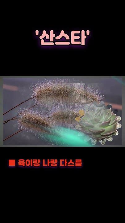 다육이름알아가기 창다육매력색감로제트 창다육대표수형알아보기 신품종창다육 다육일기은은한 색감 반듯한 로제트산스타shorts Youtube