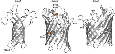Porins Ompc And Phoe Of Escherichia Coli As Specific 54 Off
