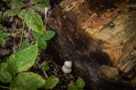 Querformat Oder Hochformat Lichttänzerin