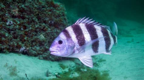 Why Do Sheepshead Fish Have Human Teeth Howstuffworks