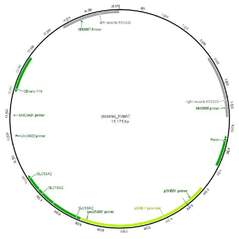Fig S1 The Plasmid Template Used In Microinjection Human Slc18a2 A