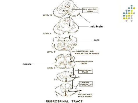 Extrapyramidal Tracts And Disorders Ppt