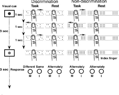 Table 1 From Cognitive Asymmetrical Neural Substrates Of Tactile