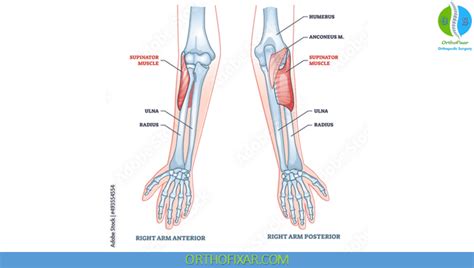 Supinator And Biceps Brachi 3 Hundred Arm Supination Royalty Free