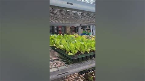 240307목 24년도상추모종첫판매 대파모종첫판매 손범규농합육묘장생산 01072582666 가조농약종묘사 판매 0559432444 Youtube