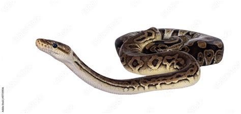 Two Morphs Of Ball Python Aka Python Regius Tangled Up And Living As