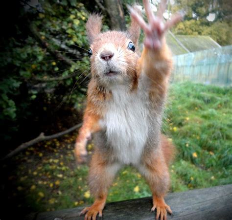 Red Squirrel High Five At British Wildlife Centre