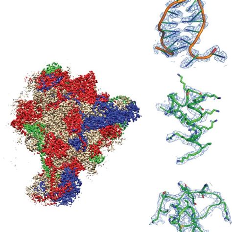 example of a recently published single particle cryoem structure with