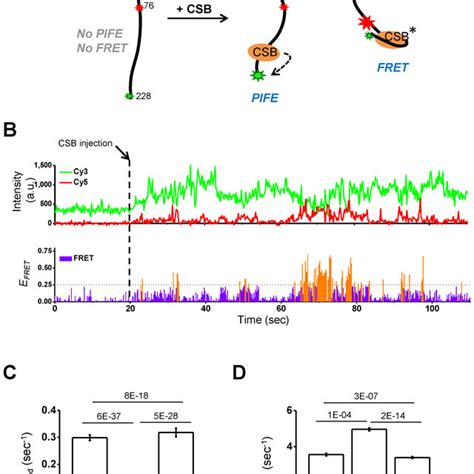 Csb Dna Interactions Revealed By Single Molecule Pife A Experimental