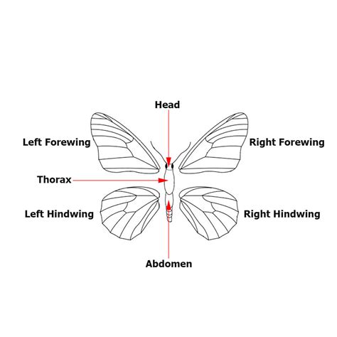 Butterflies Of Singapore Butterfly Anatomy