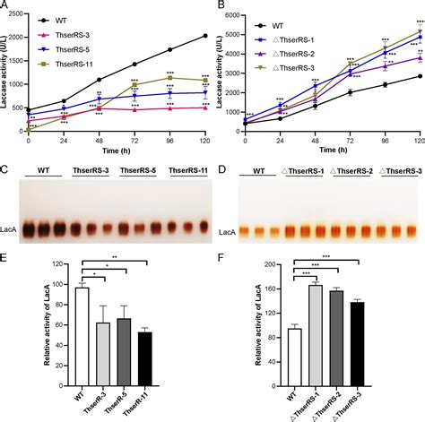 Seryl Trna Synthetase Shows A Noncanonical Activity Of Upregulating Laccase Transcription In
