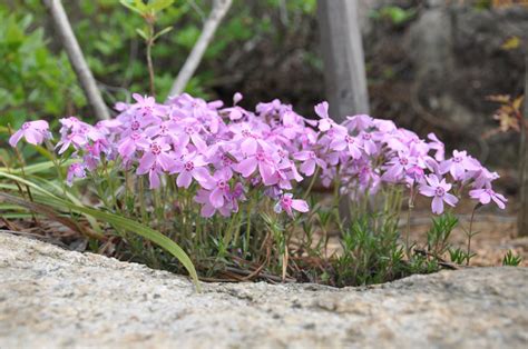 원예식물 꽃잔디