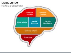 Limbic System PowerPoint And Google Slides Template PPT Slides