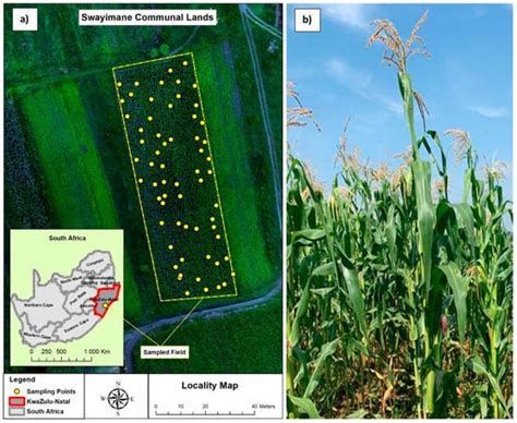 Assessing The Prospects Of Remote Sensing Maize Leaf Area Index Using Uav Derived Multi Spectral