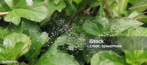 잎이 많은 식물의 한가운데에 거미줄이 있는 거미줄 사진으로 거미줄은 잎이 많은 식물에 물방울로 덮여 있습니다 거미에 대한 스톡 사진 및 기타 이미지 Istock