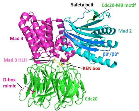 Insights Into The Mitotic Checkpoint Complex Structure General Stucture