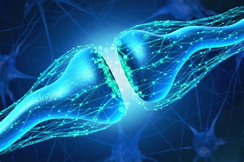 Artificial Synapse That Works With Living Cells Developed At Stanford