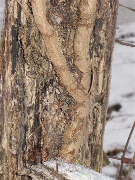 Folkways Notebook Winter Id Poison Ivy Or Virginia Creeper