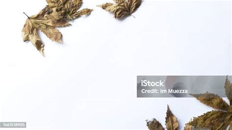 가을 구성 타락한 노란색과 갈색 나뭇잎 평면도 최소한의 개념 공간을 복사합니다 0명에 대한 스톡 사진 및 기타 이미지 0명 가을 갈색 Istock