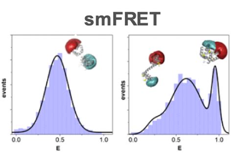 Protein Dynamics
