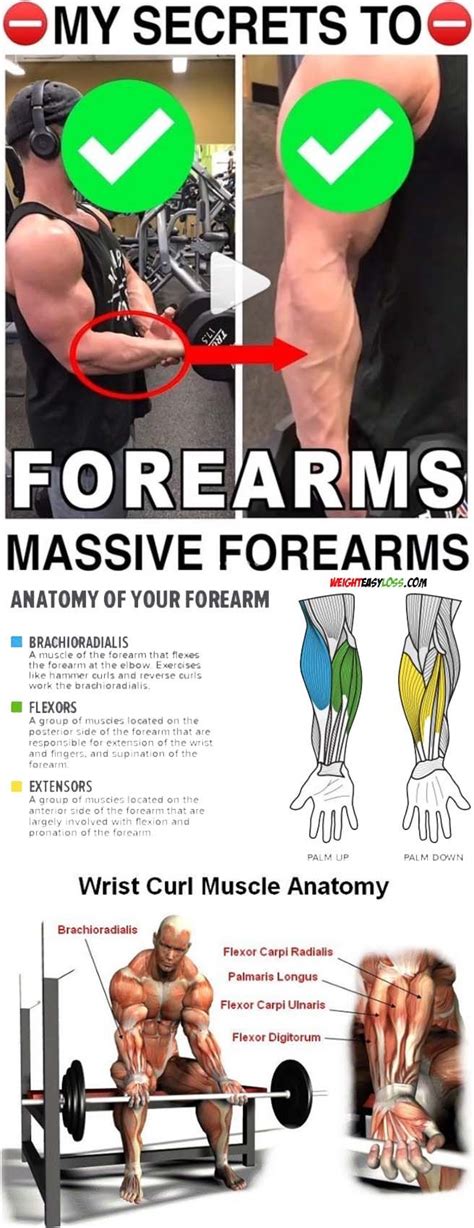 Forearm Extensor Exercises Climbing At Michele Fields Blog