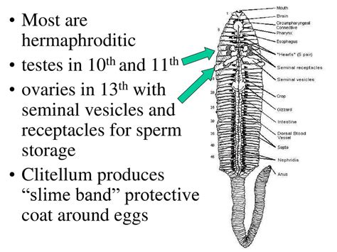Earthworm Phylum