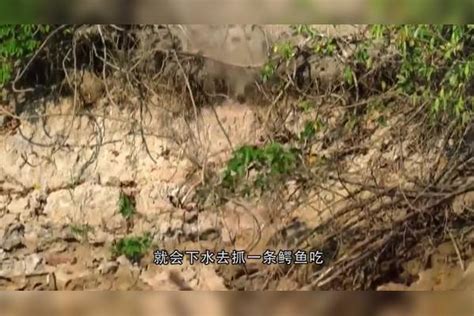 美洲豹：说出来你们可能不信，我遇见了一个会走的“大扫帚”！ 美洲豹 扫帚