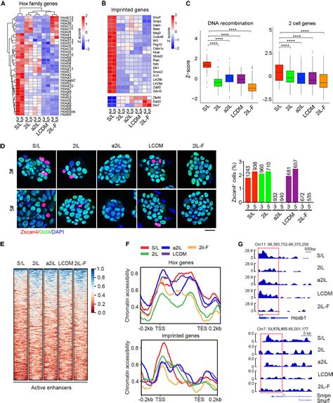 Culture Conditions Of Mouse Escs Impact The Tumor Appearance In Vivo Cell Reports