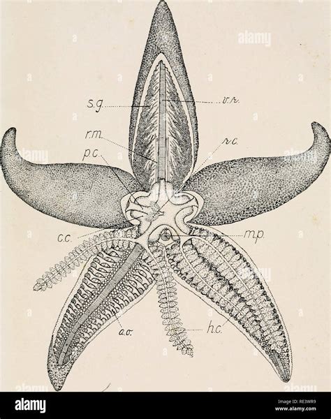Echinodermata Anatomy