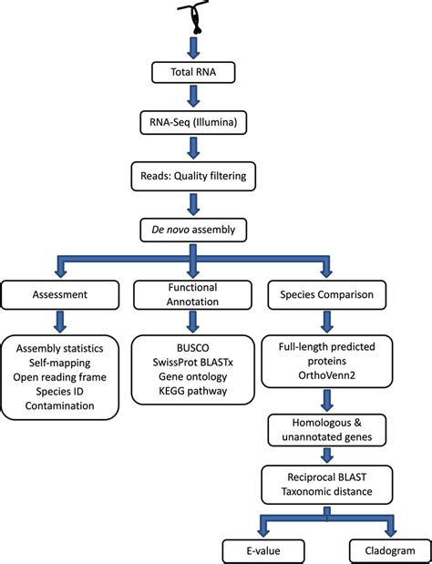 Flow Chart Of The Processing Of Individual Copepods For Rna Seq And Download Scientific Diagram