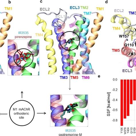 Computational Docking Results Of Ligands Interactions At The
