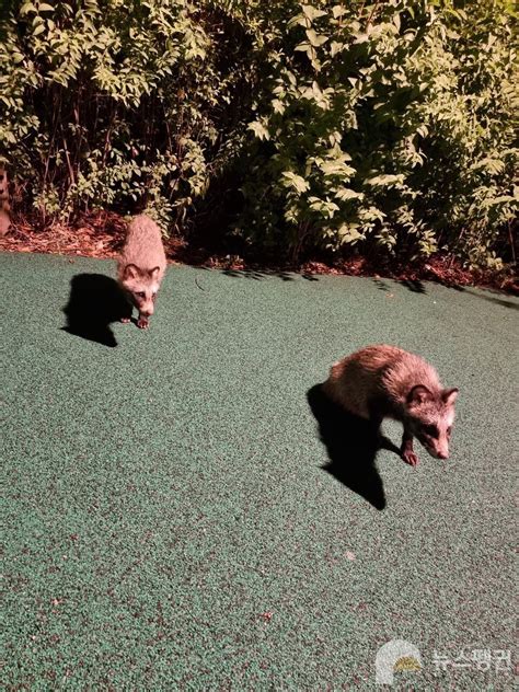 도심 출몰하는 야생 너구리 우리에게 필요한 자세는