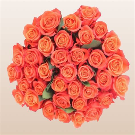 Orange Crush Roses Ebloomsdirect