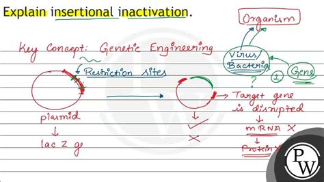Explain Insertional Inactivation Youtube