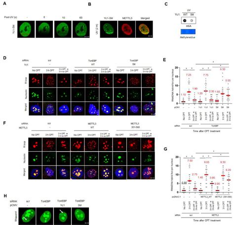 interaction between tonebp and mettl3 is required for r loop
