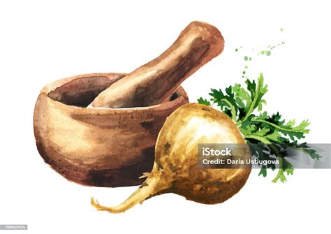마카 뿌리 또는 페루 인삼과 박격포 유기농 야채 슈퍼 푸드 흰색 배경에 격리 된 수채화 손으로 그린 그림 마카 허브에 대한 스톡 벡터 아트 및 기타 이미지 Istock