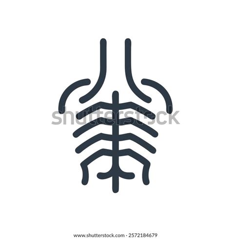 Unique Xiphoid Process Anatomy Vector Design Stock Vector Royalty Free