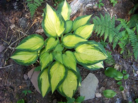 Dragonwood Chronicles: Orange Marmalade Hosta