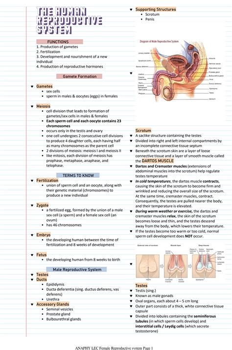 Solution Anaphy Lec Female Reproductive System Studypool
