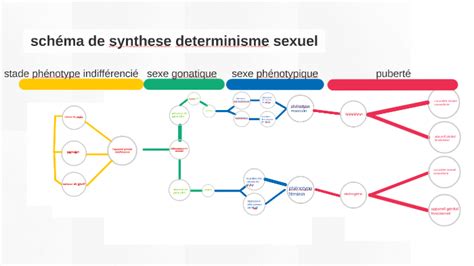 Schéma De Synthese Determinisme Sexuel By Maxime Dumay On Prezi