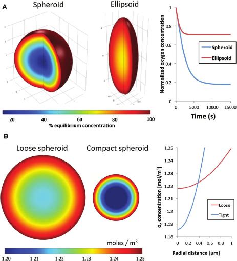 Computational Models Of Oxygen Gradients Formed In A Spheroid Download Scientific Diagram