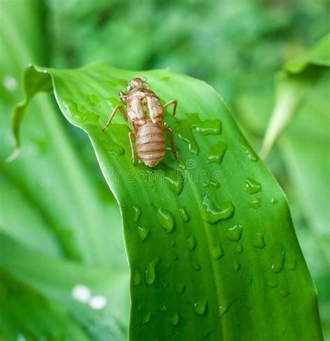 Cicada Shell Stock Photo Image Of Nature Life Outdoor