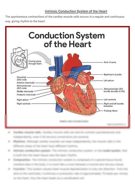 SOLUTION Intrinsic Conduction System Of The Heart Studypool