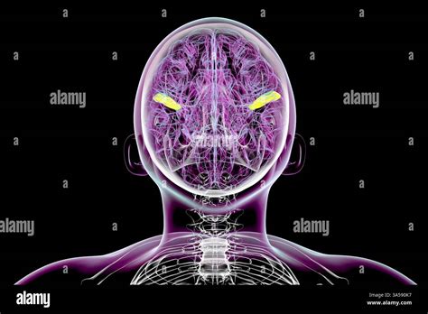 Illustration Of The Human Brain With The Transverse Temporal Gyri Highlighted Showing The