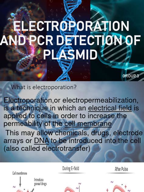 Electroporation And Pcr Detection Of Plasmid Pdf Plasmid Polymerase Chain Reaction