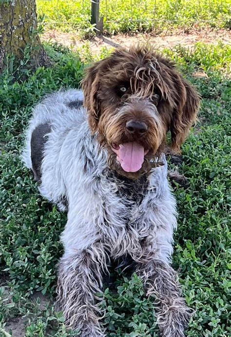 Martin Pointers Gwp German Wirehaired Pointer Puppies For Sale In