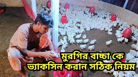 মুরগিকে সঠিক নিয়মে ভ্যাকসিন করার নিয়ম Youtube